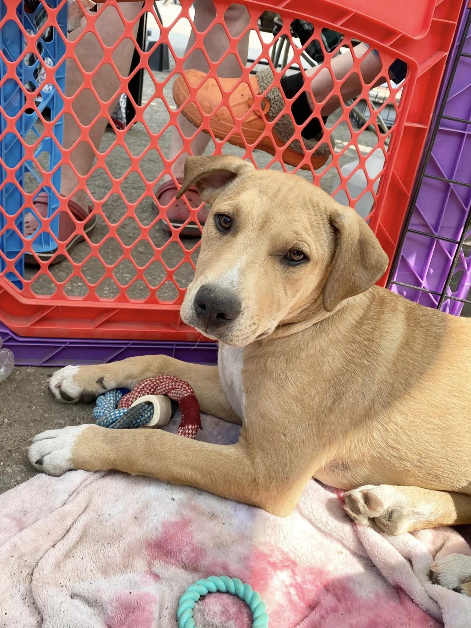 Adoptables | HANDDS to the Rescue